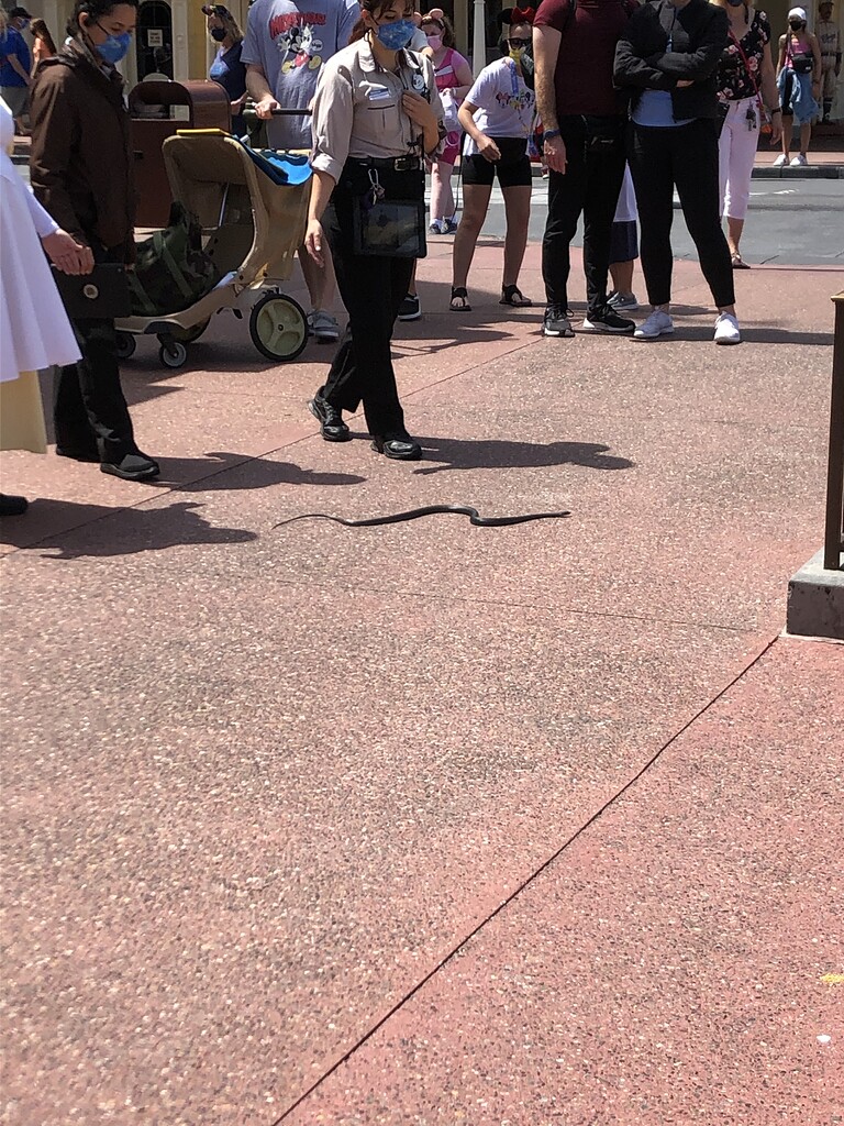 There’s a snake 🐍 on my walk - Walt Disney World - TouringPlans ...