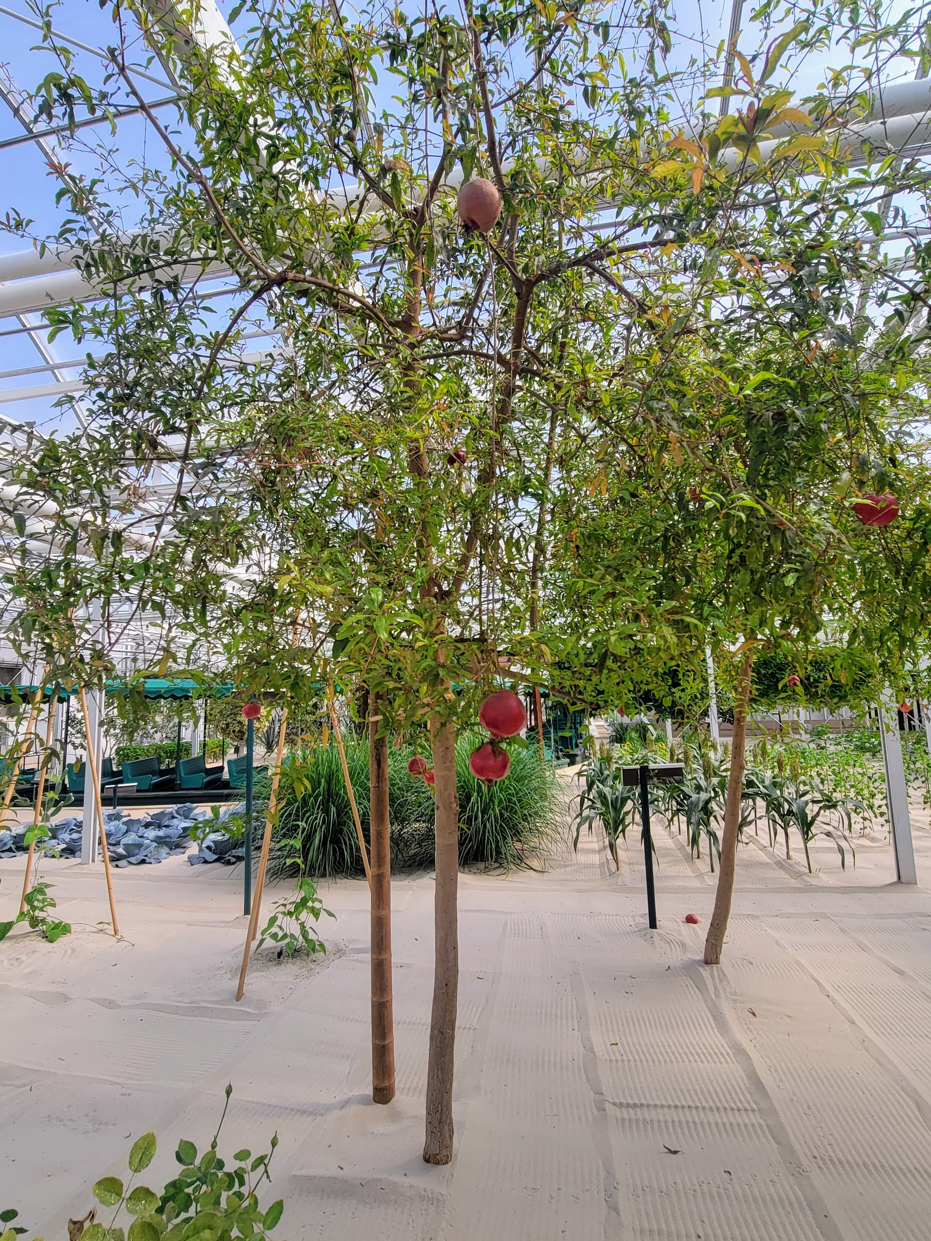 That's a nice tree!🌳 Yes dear - Trip Reports - TouringPlans Discussion ...